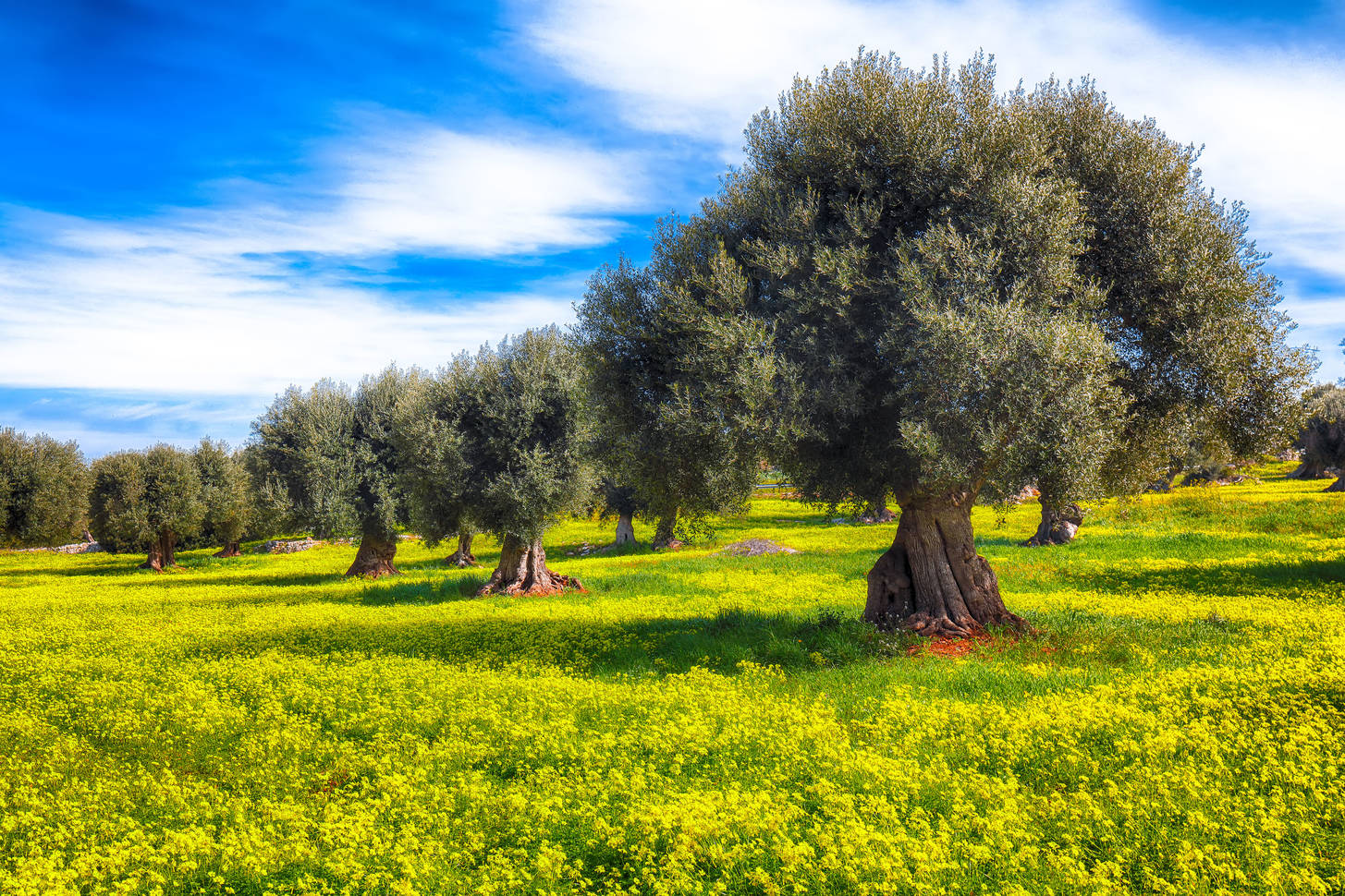 Olive trees in Puglia Jigsaw Puzzle (Countries, Italy) | Puzzle Garage