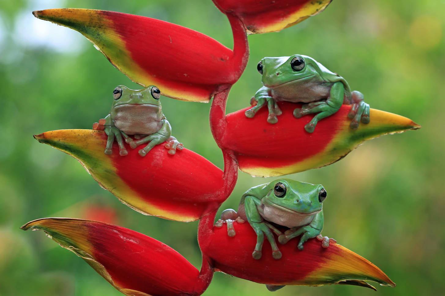 Australian tree frogs Jigsaw Puzzle (Animals, Amphibians) | Puzzle Garage