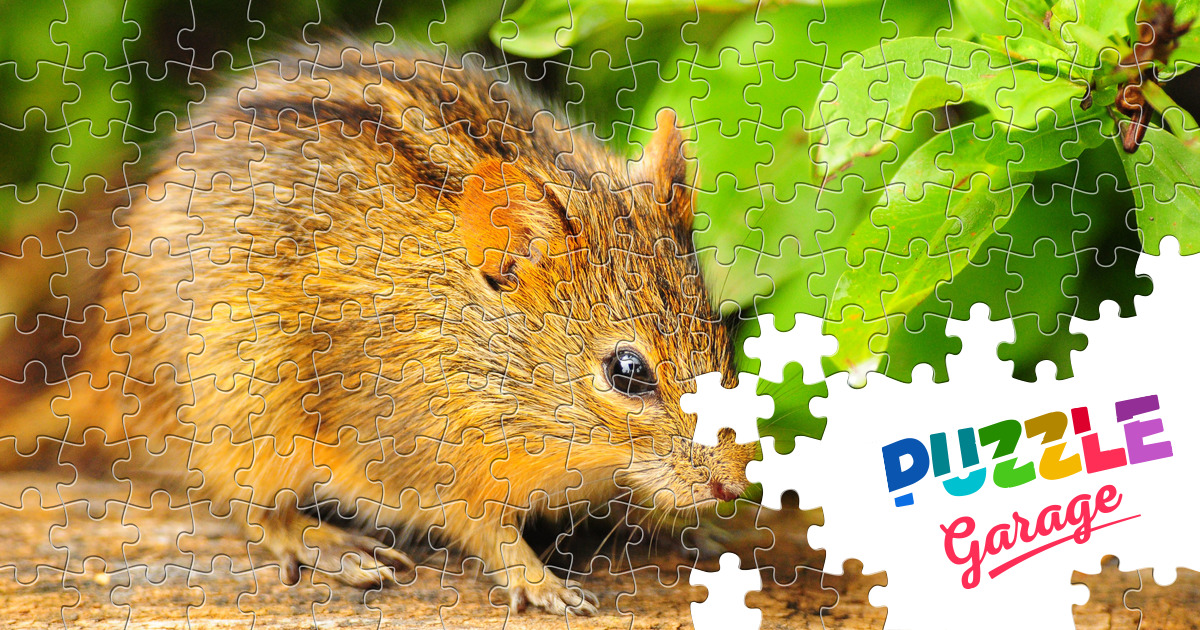 Striped field mouse Jigsaw Puzzle (Animals, Mammals) | Puzzle Garage