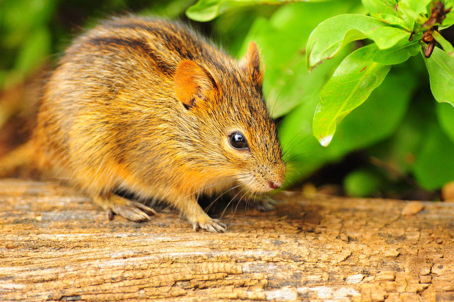 Chipmunk with flowers Jigsaw Puzzle (Animals, Mammals) | Puzzle Garage