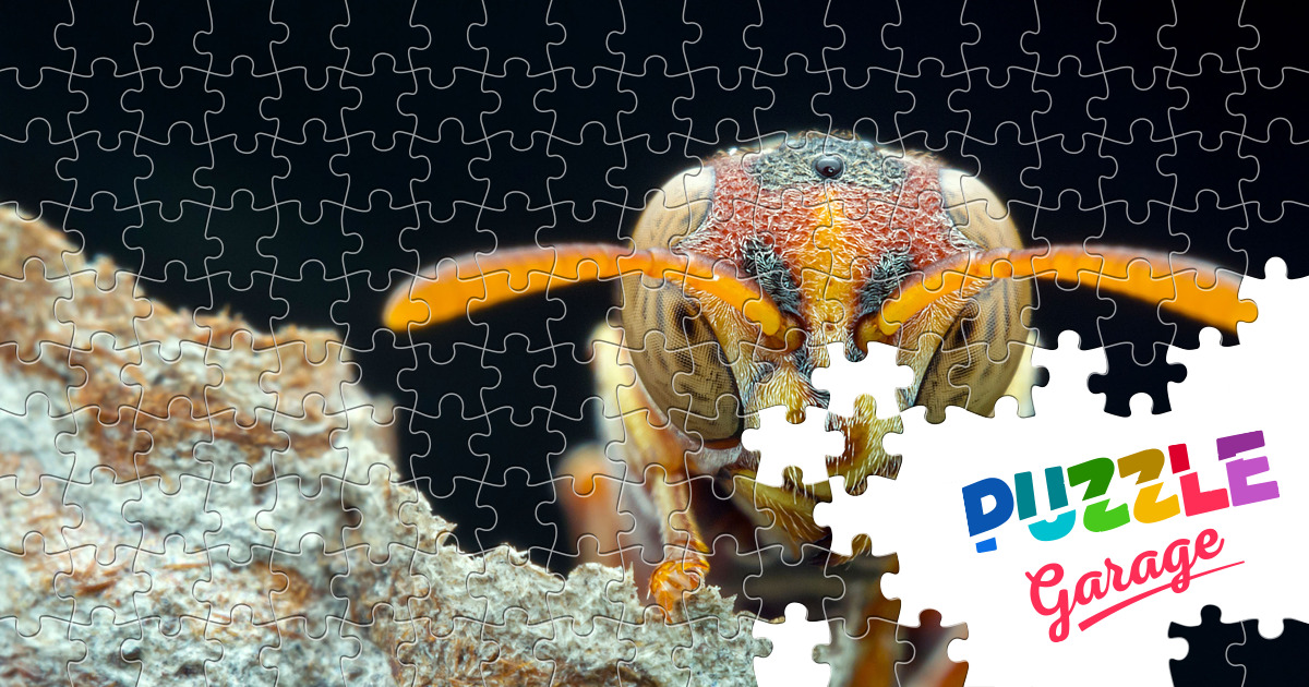 Wasp close up Jigsaw Puzzle (Other, Macro) | Puzzle Garage