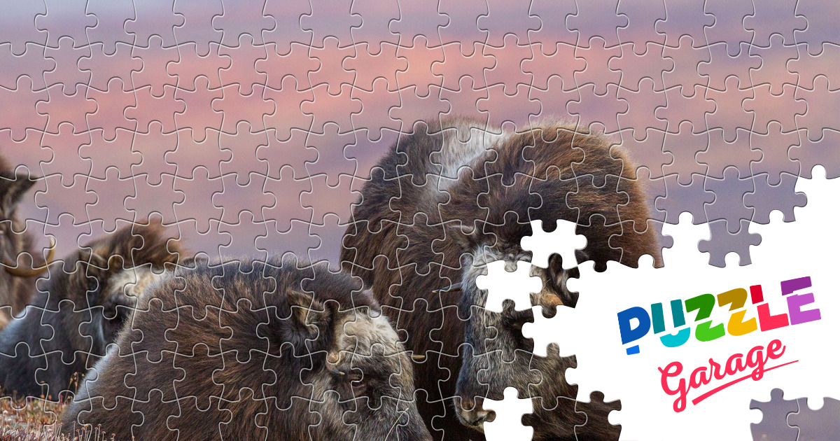 Muskox Jigsaw Puzzle (Animals, Mammals) | Puzzle Garage