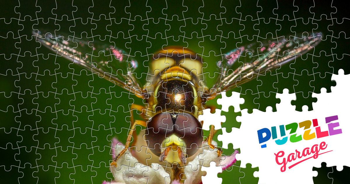 Fly on a flower Jigsaw Puzzle (Other, Macro) | Puzzle Garage