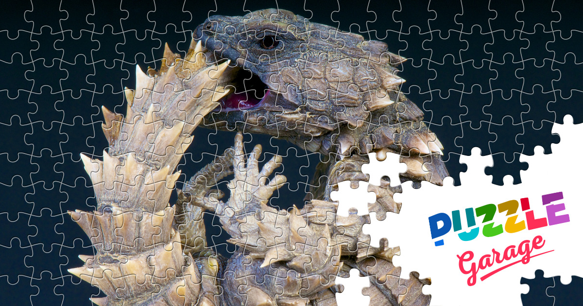 Baby armadillo lizard Jigsaw Puzzle (Animals, Reptiles) | Puzzle Garage