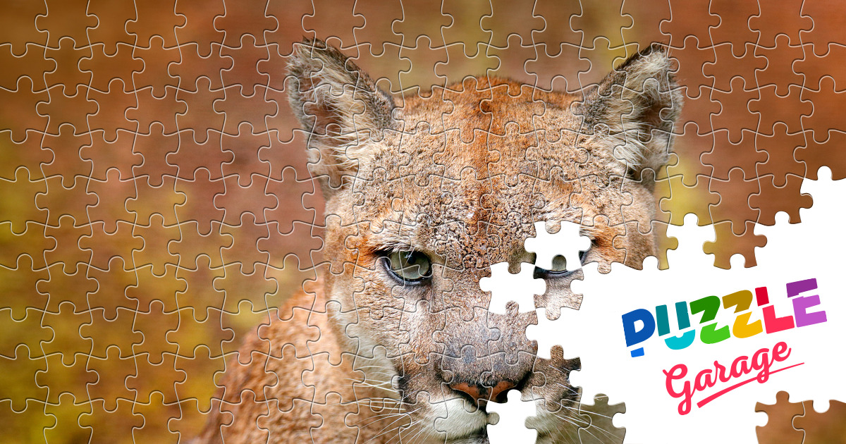 Portrait of a puma Jigsaw Puzzle (Animals, Mammals) | Puzzle Garage