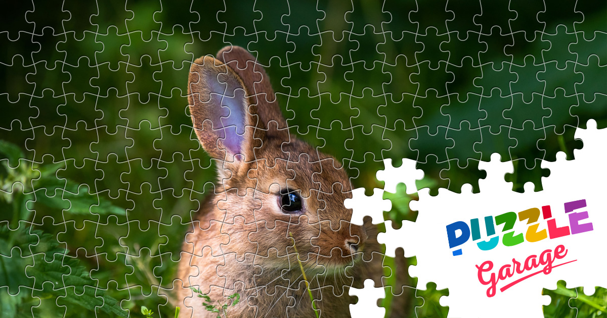 Wild rabbit Jigsaw Puzzle (Animals, Mammals) | Puzzle Garage
