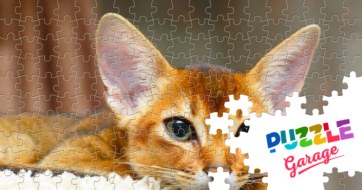 Kitten on a pillow Jigsaw Puzzle (Animals, Pets) | Puzzle Garage