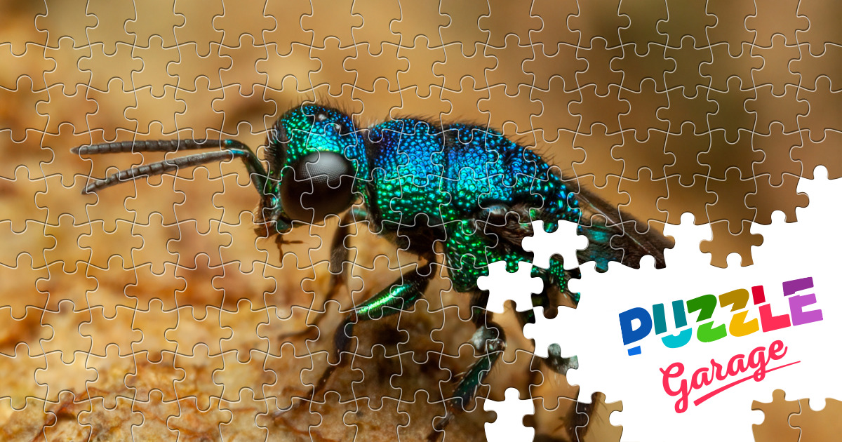 Blue wasp Jigsaw Puzzle (Other, Macro) | Puzzle Garage