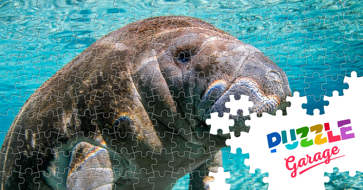 Florida Manatee Jigsaw Puzzle (Animals, Marine life) | Puzzle Garage