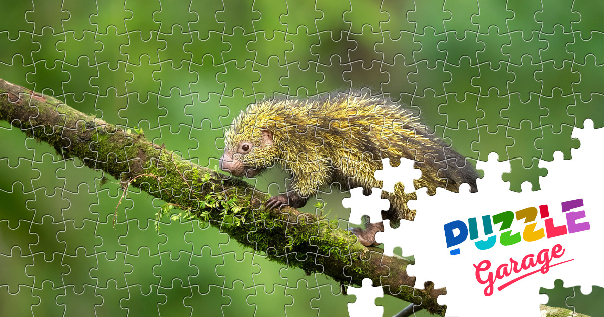 Mexican Hairy Pygmy Porcupine Jigsaw Puzzle (Animals, Mammals) | Puzzle ...