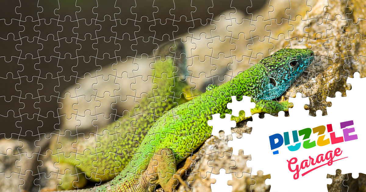 Emerald geckos Jigsaw Puzzle (Animals, Reptiles) | Puzzle Garage