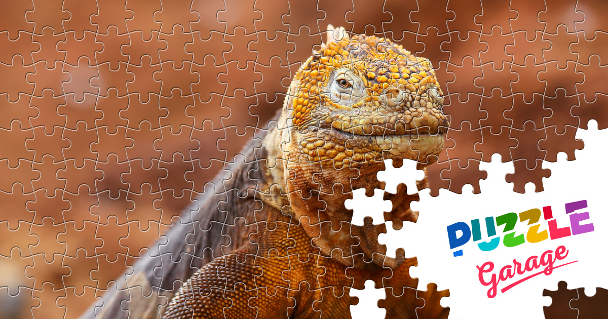 Galapagos Konolof Jigsaw Puzzle (Animals, Reptiles) | Puzzle Garage