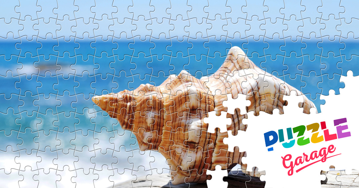 Shell on the background of the sea Jigsaw Puzzle (Animals, Marine life ...
