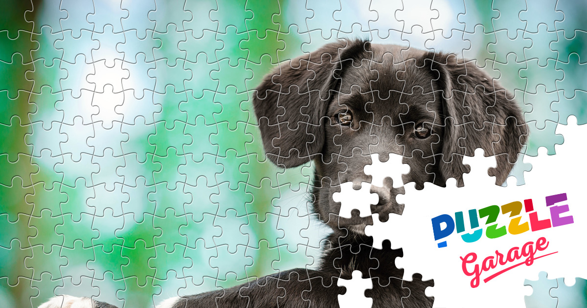 Black puppy Jigsaw Puzzle (Animals, Pets) | Puzzle Garage