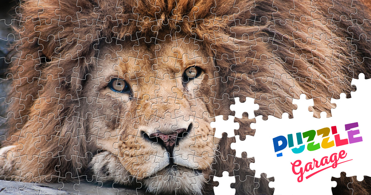 The lion lies on the stone Jigsaw Puzzle (Animals, Mammals) | Puzzle Garage