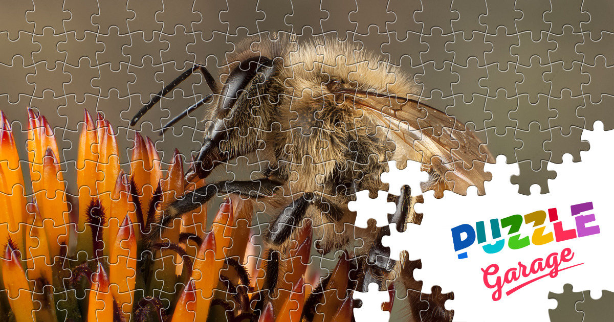 Honey bee close up Jigsaw Puzzle (Other, Macro) | Puzzle Garage