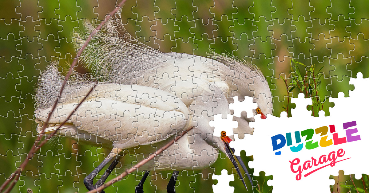 Egrets Jigsaw Puzzle (Animals, Birds) | Puzzle Garage