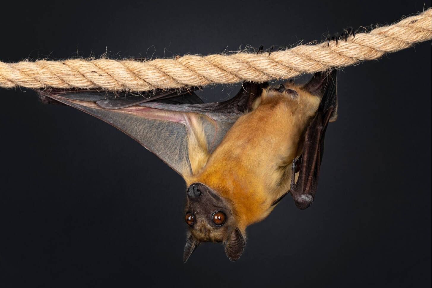 Fruit bats Jigsaw Puzzle (Animals, Mammals) | Puzzle Garage