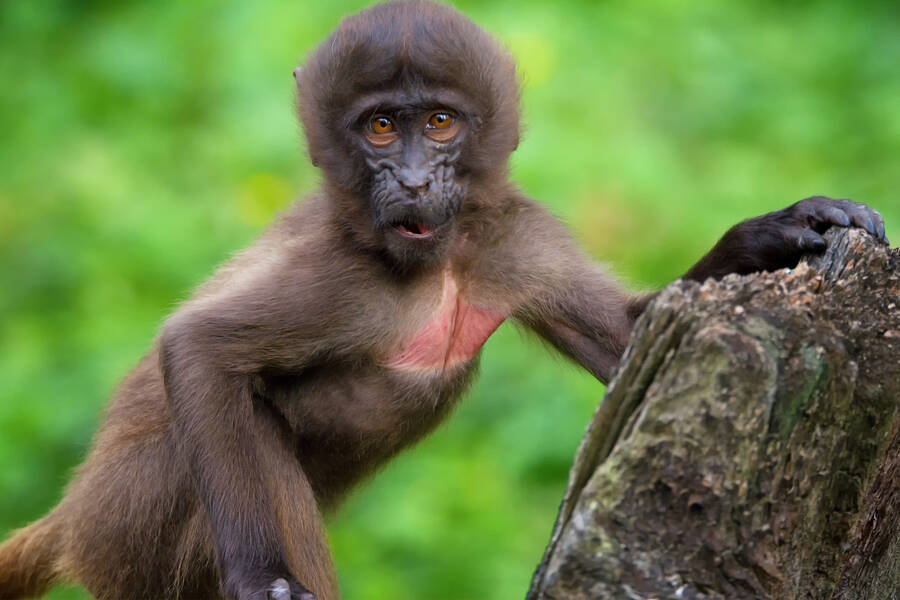 Monkey mandrill Jigsaw Puzzle (Animals, Primates) | Puzzle Garage