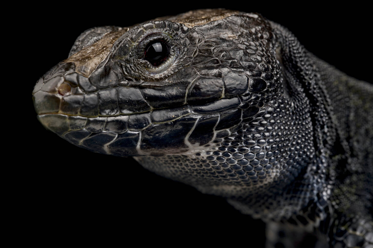 Black lizard Jigsaw Puzzle (Animals, Reptiles) | Puzzle Garage