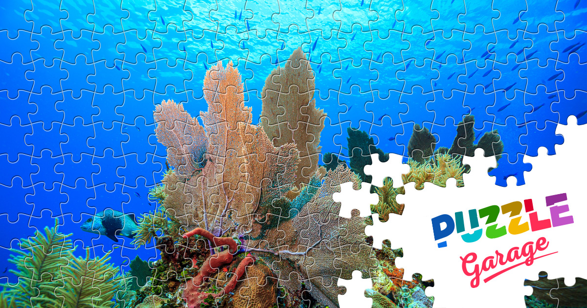 Caribbean coral reef Jigsaw Puzzle (Animals, Marine life) | Puzzle Garage