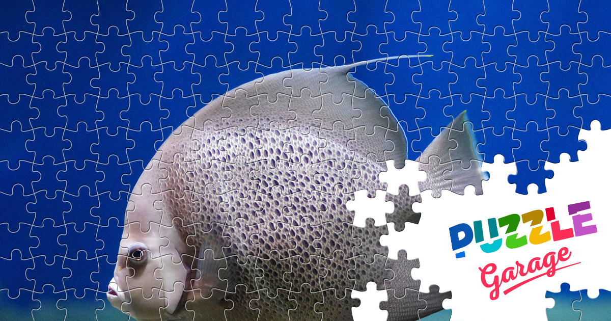 Gray angelfish Jigsaw Puzzle (Animals, Marine life) | Puzzle Garage