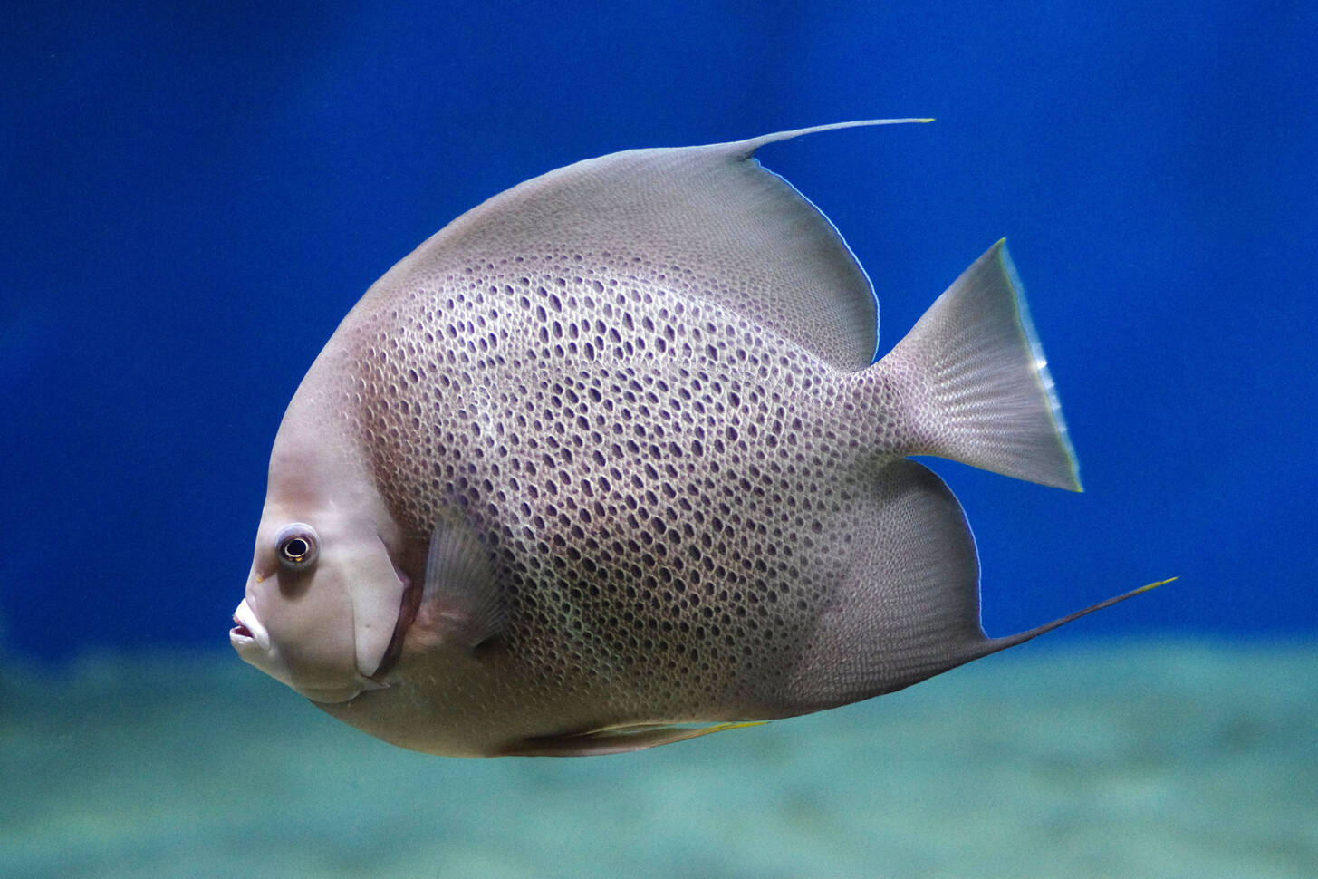 Gray angelfish Jigsaw Puzzle (Animals, Marine life) | Puzzle Garage