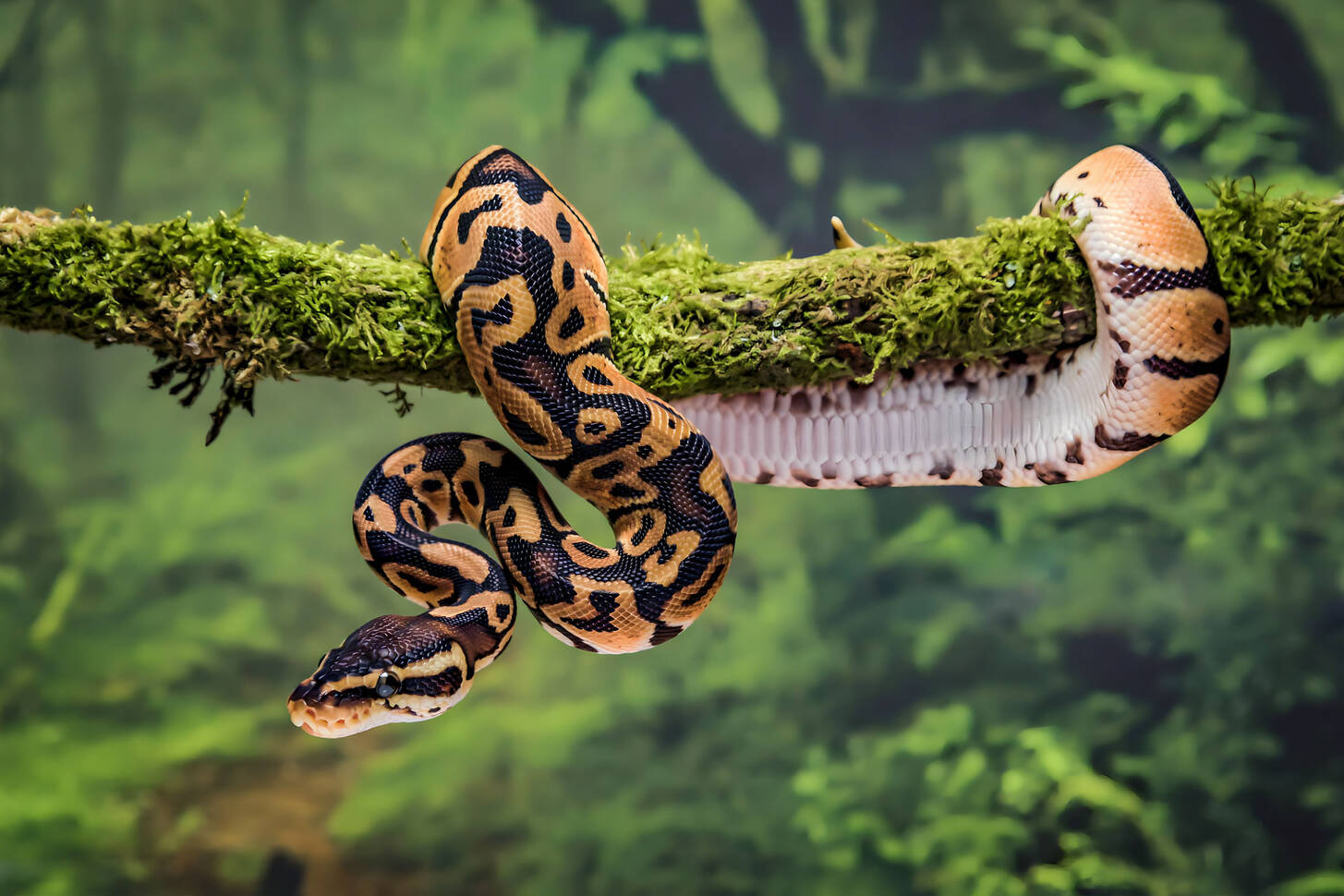Python on a tree Jigsaw Puzzle (Animals, Reptiles) | Puzzle Garage