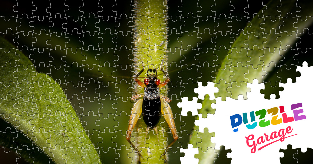 Grasshopper on a leaf Jigsaw Puzzle (Animals, Insects) | Puzzle Garage