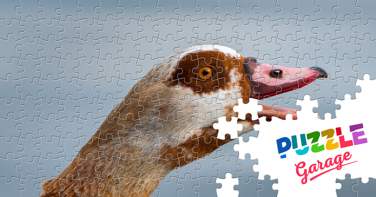Egyptian goose Jigsaw Puzzle (Animals, Birds) | Puzzle Garage