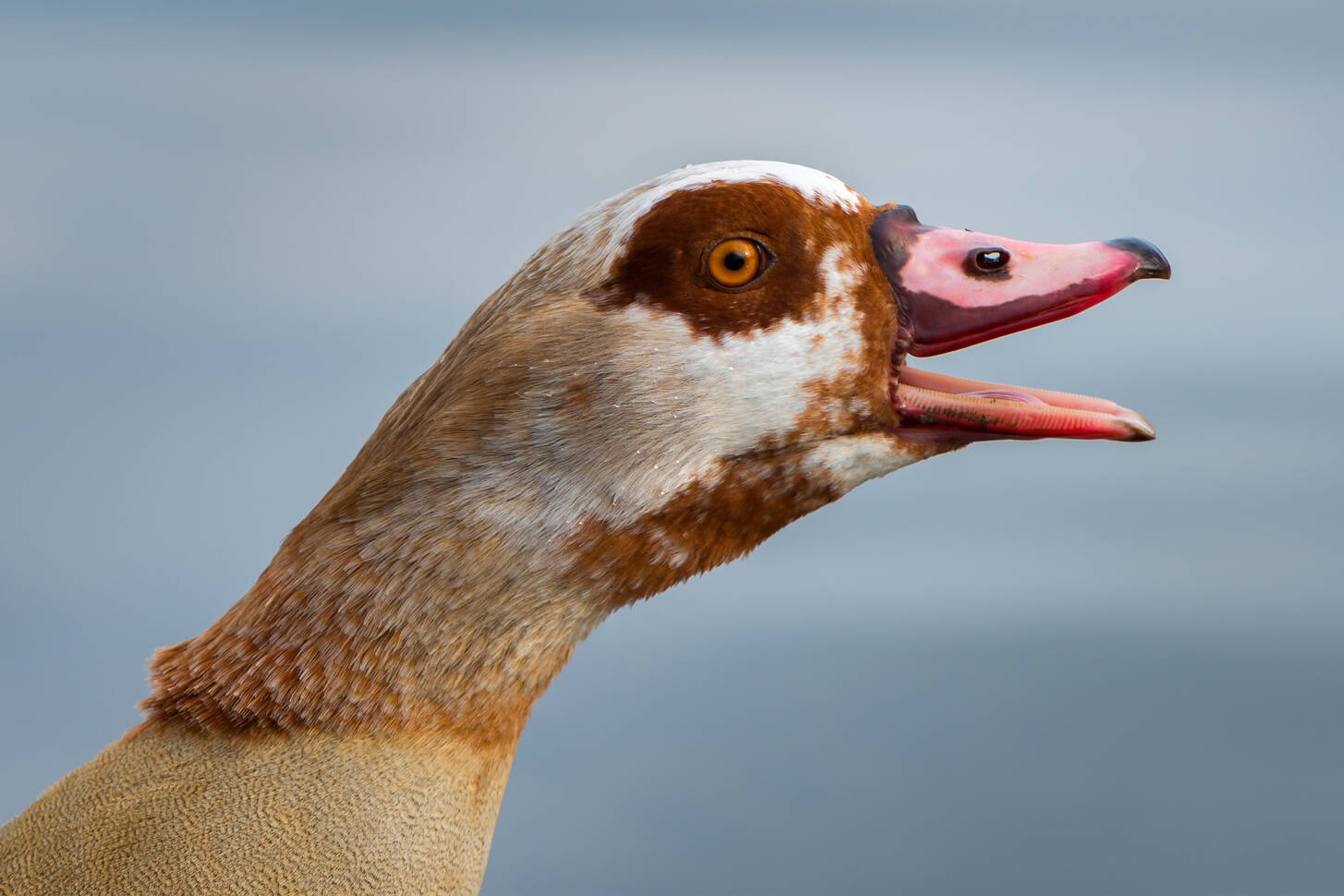 Egyptian goose Jigsaw Puzzle (Animals, Birds) | Puzzle Garage