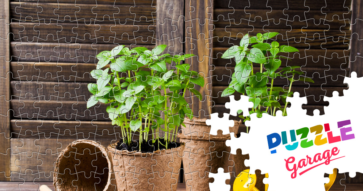 Green basil in pots Jigsaw Puzzle (Home, Food) | Puzzle Garage