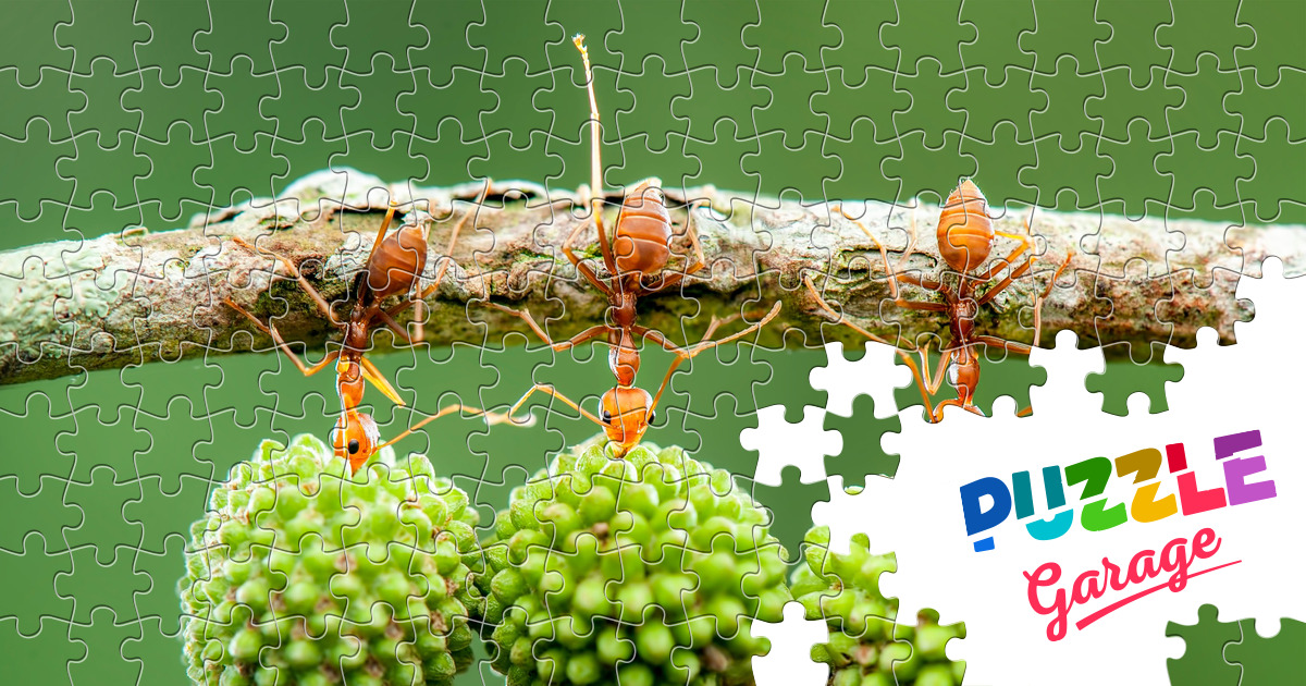 Red ants on a branch Jigsaw Puzzle (Animals, Insects) | Puzzle Garage