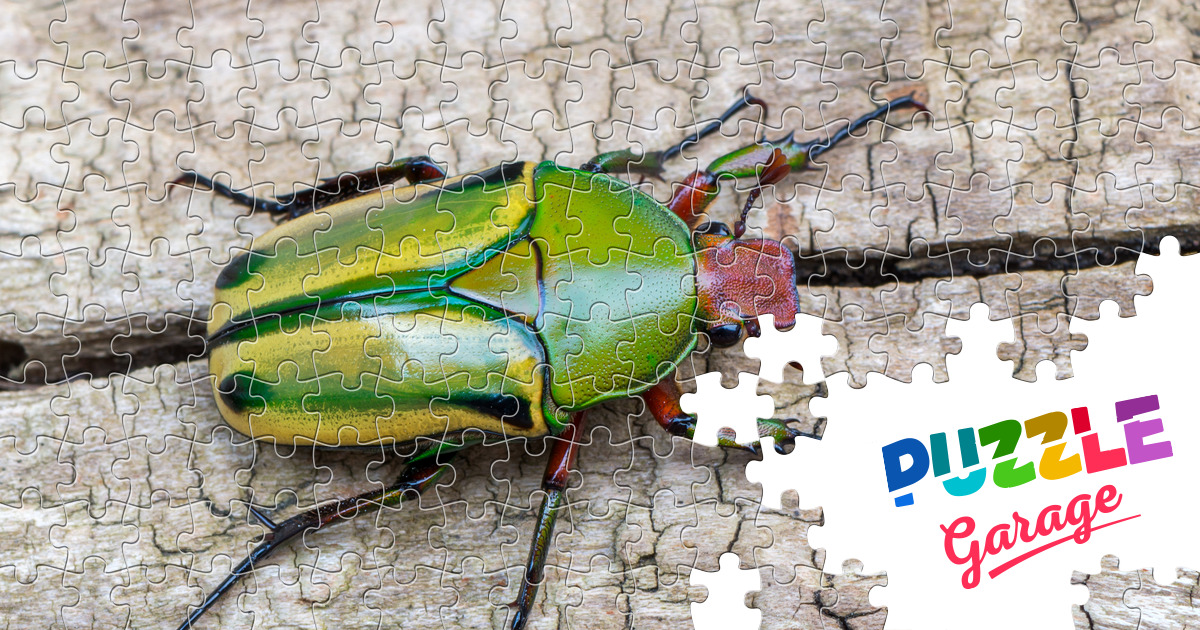 Scarab Beetle Jigsaw Puzzle (Animals, Insects) | Puzzle Garage