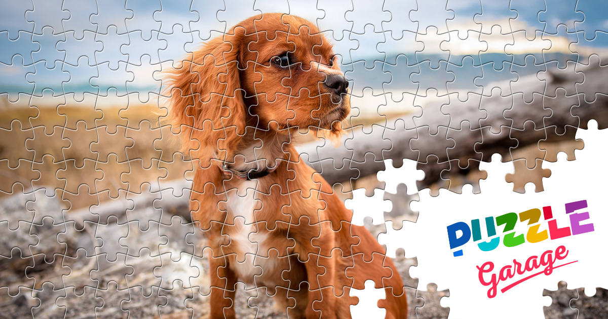 Spaniel puppy Jigsaw Puzzle (Animals, Pets) | Puzzle Garage