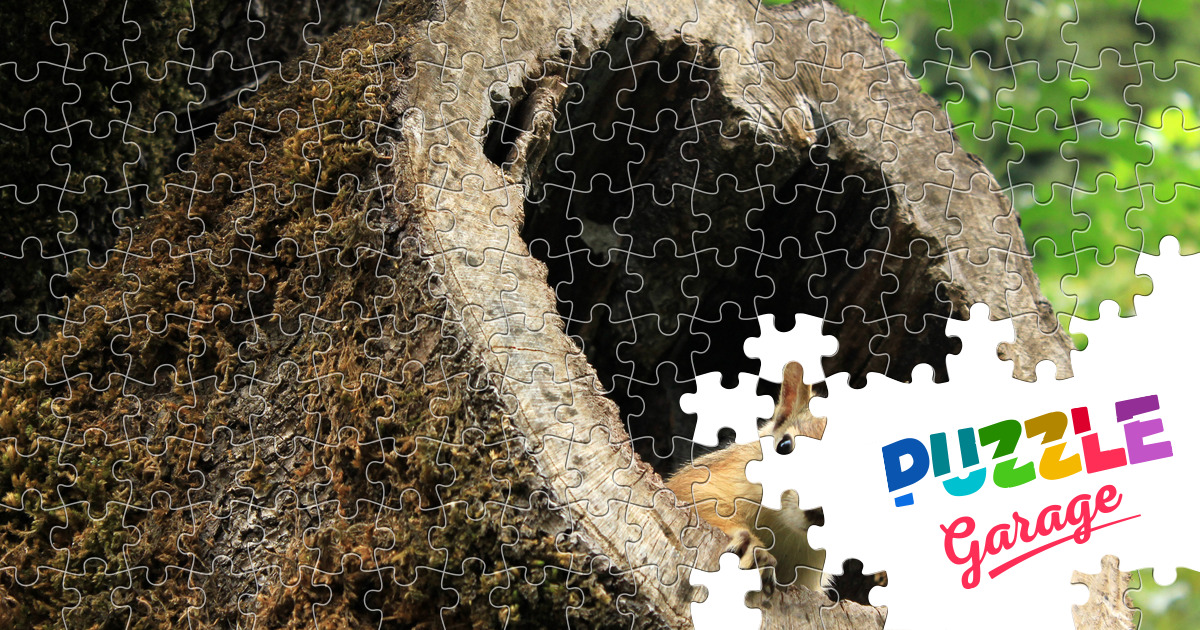 Squirrel in an old tree stump Jigsaw Puzzle (Animals, Mammals) | Puzzle ...