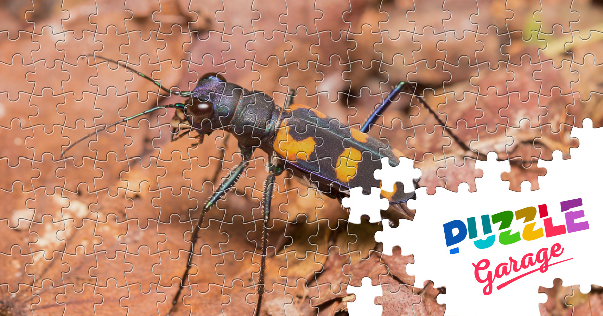 Beetle on dry leaves Jigsaw Puzzle (Animals, Insects) | Puzzle Garage