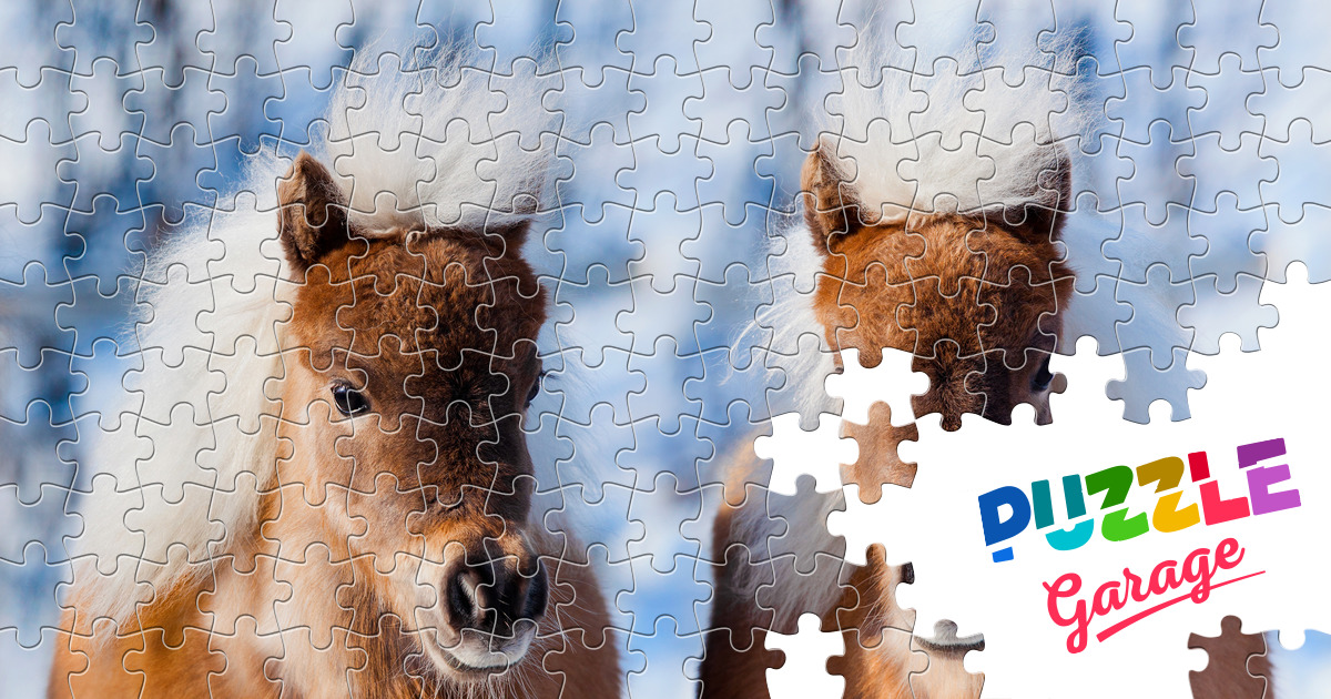 Pony Jigsaw Puzzle (Animals, Mammals) | Puzzle Garage