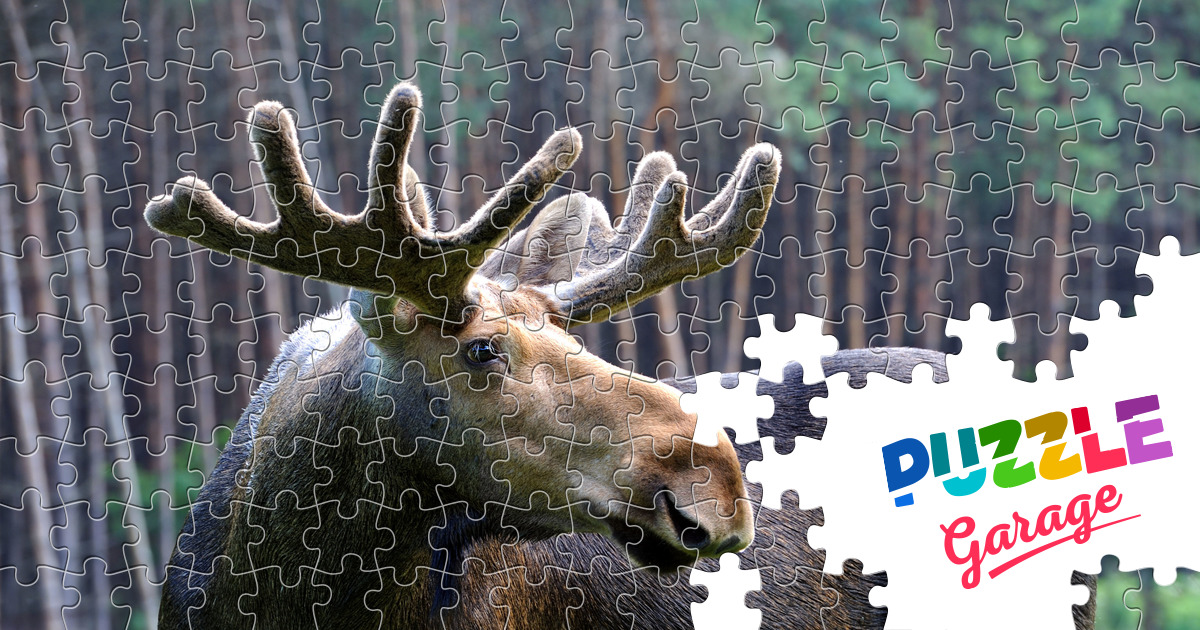 Elk Jigsaw Puzzle (Animals, Mammals) | Puzzle Garage