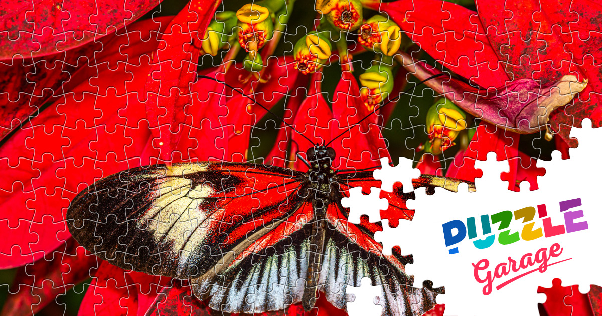 Postman Butterfly Jigsaw Puzzle (Animals, Insects) | Puzzle Garage