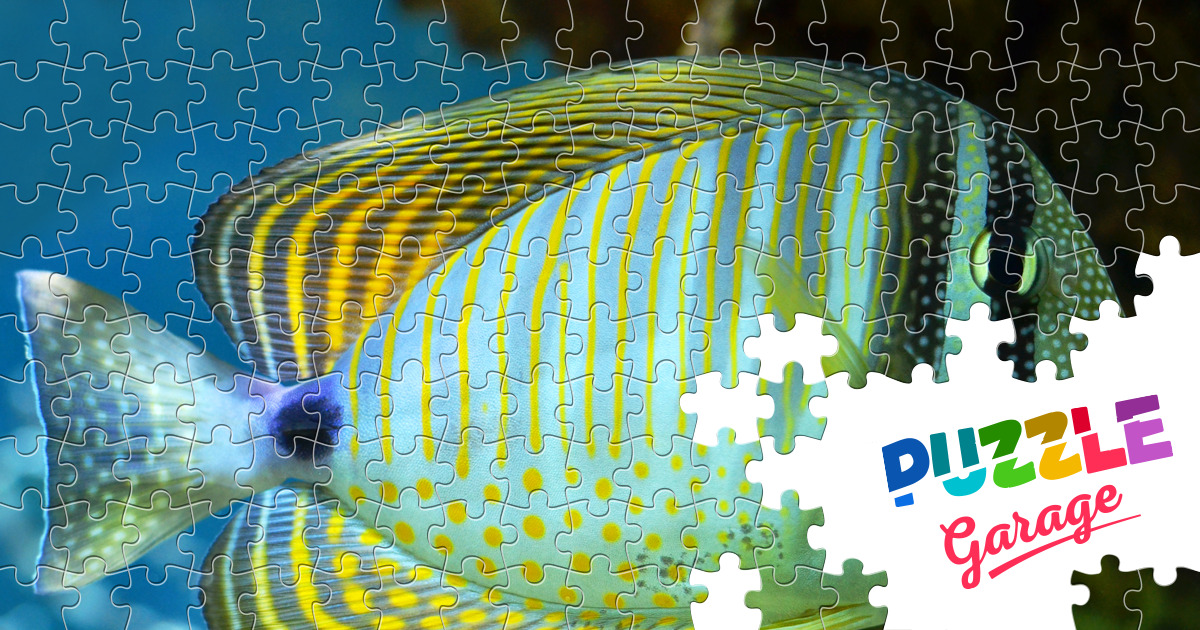 Sea fish Jigsaw Puzzle (Animals, Marine life) | Puzzle Garage