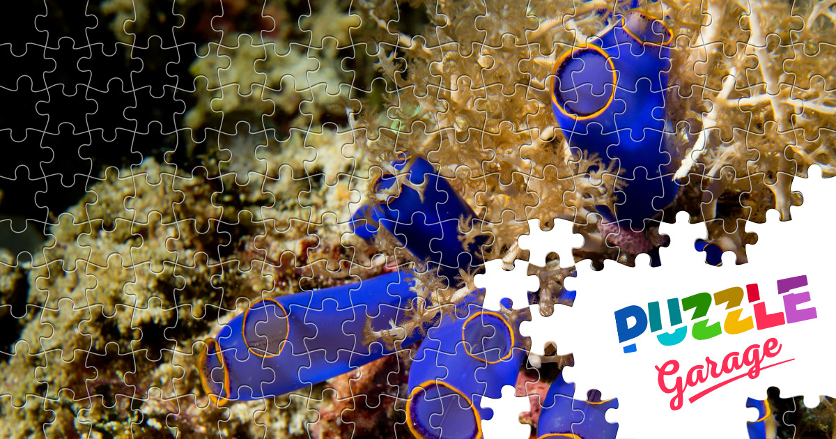 Blue corals on the reef Jigsaw Puzzle (Animals, Marine life) | Puzzle ...