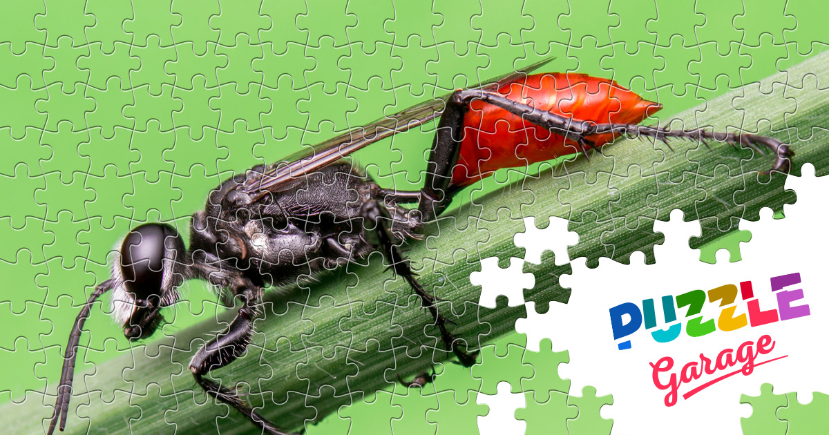 Wasp on a stem Jigsaw Puzzle (Animals, Insects) | Puzzle Garage