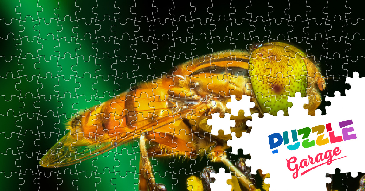 Fruit fly Jigsaw Puzzle (Animals, Insects) | Puzzle Garage