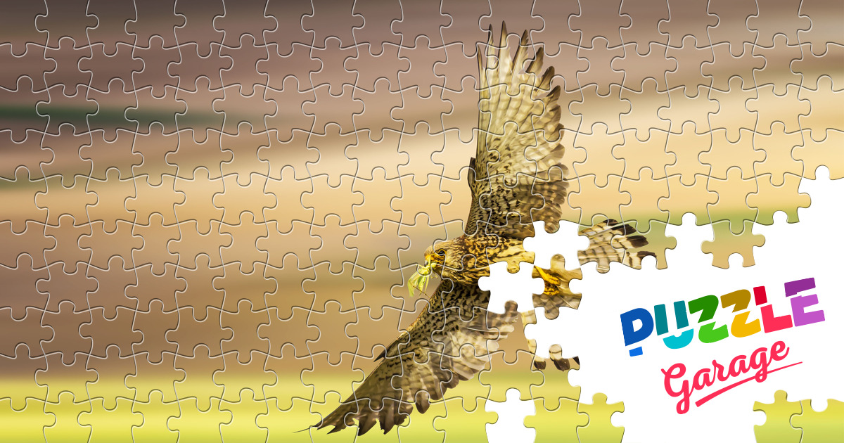 Falcon in the sky Jigsaw Puzzle (Animals, Birds) | Puzzle Garage