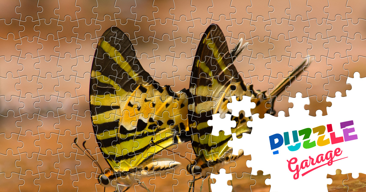 Butterflies Jigsaw Puzzle (Animals, Insects) | Puzzle Garage