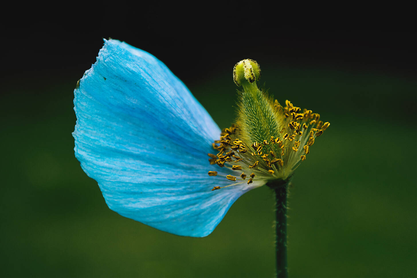 Blue poppy Jigsaw Puzzle (Plants, Flowers) | Puzzle Garage