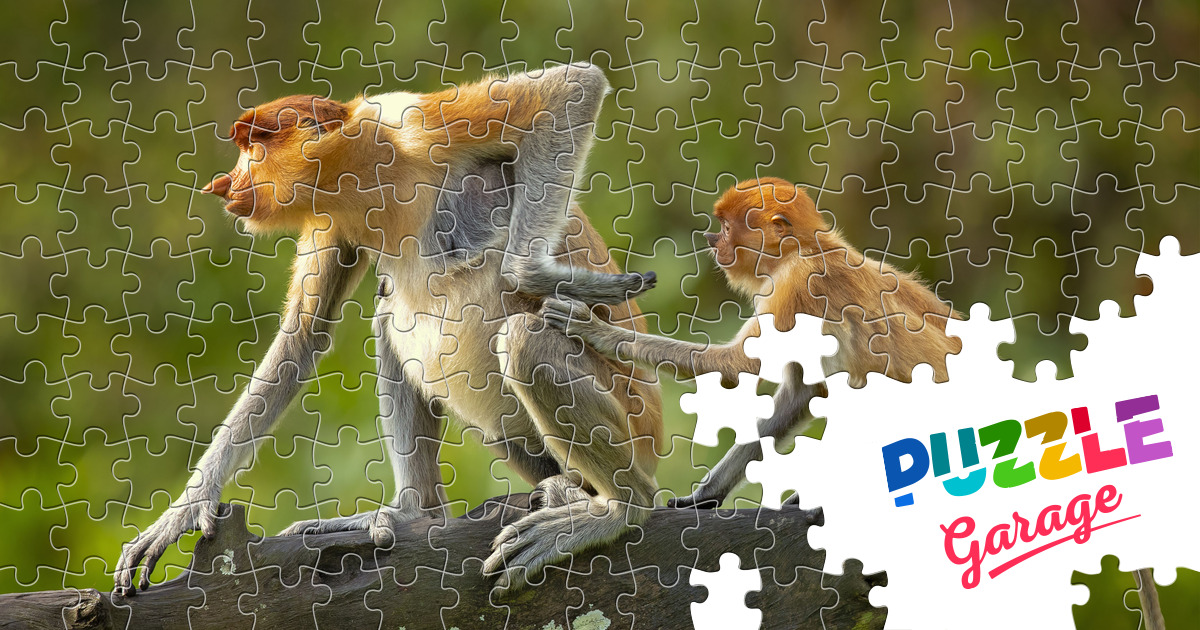 Proboscis monkeys in a tree Jigsaw Puzzle (Animals, Primates) | Puzzle ...