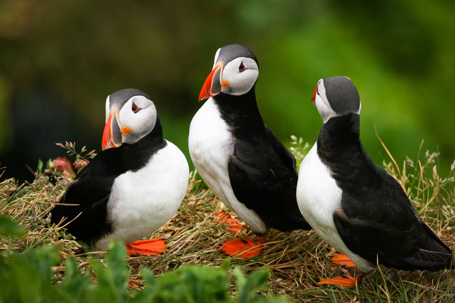Puffin family Jigsaw Puzzle (Animals, Birds) | Puzzle Garage