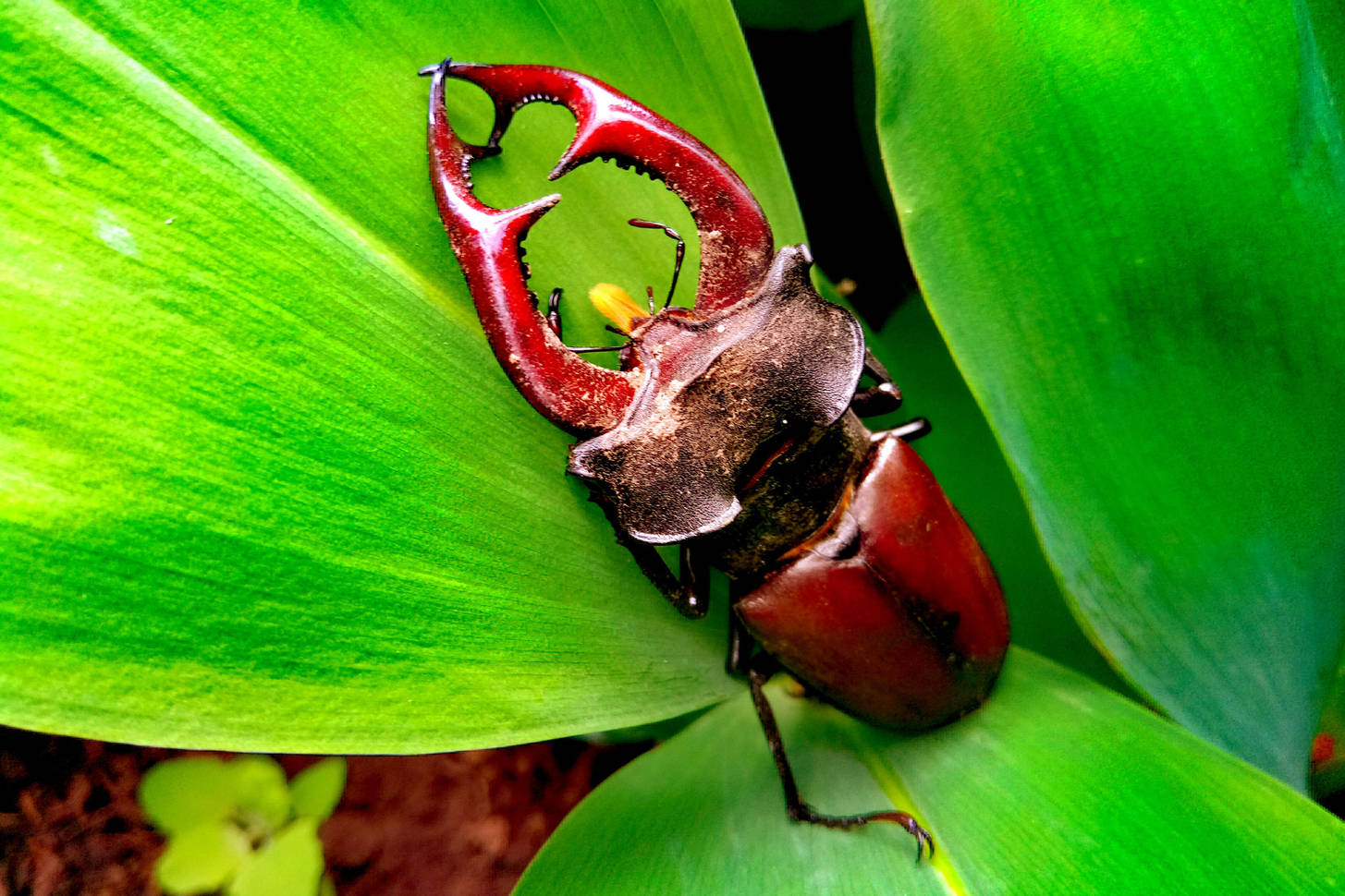 Stag beetle Jigsaw Puzzle (Animals, Insects) | Puzzle Garage